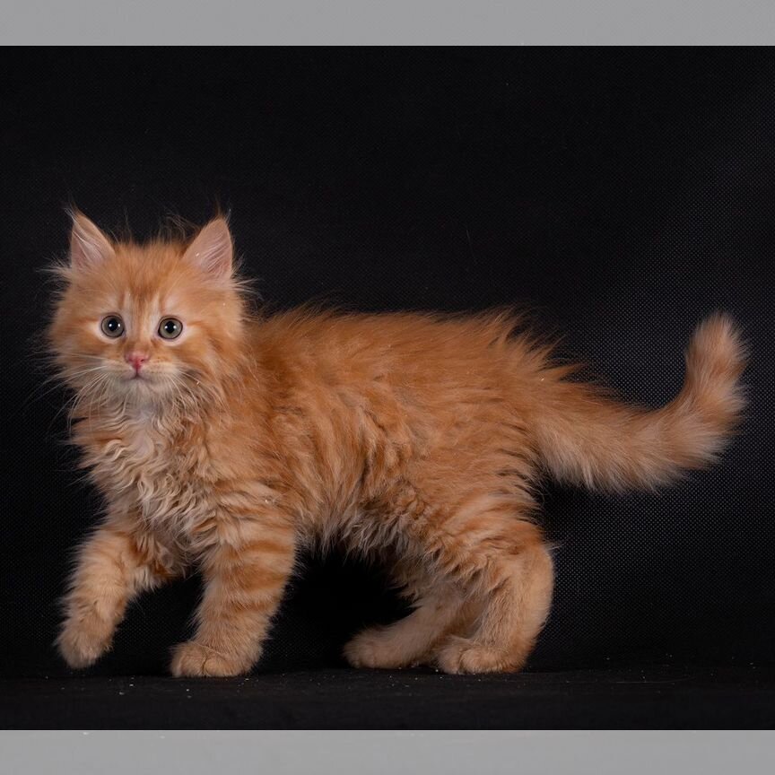 Котенок здоровый сибирский рыжий