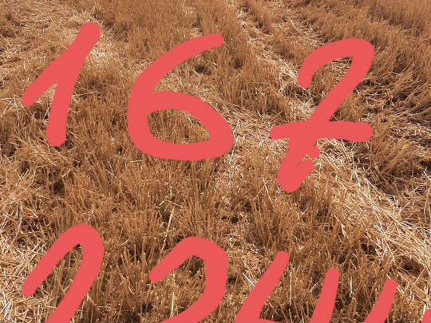 Солома пшеничная в тюках