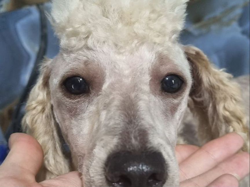 Продам собаку