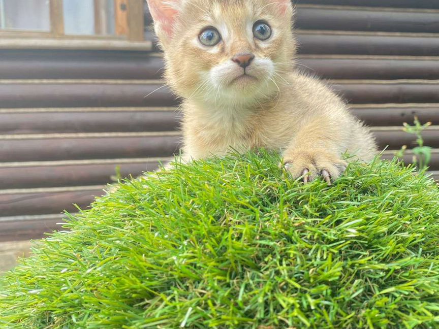 Котик чаузи ф1
