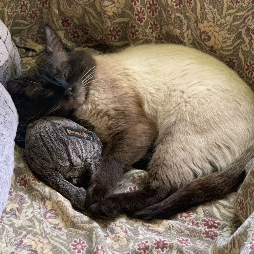 Отдам сиамского кота