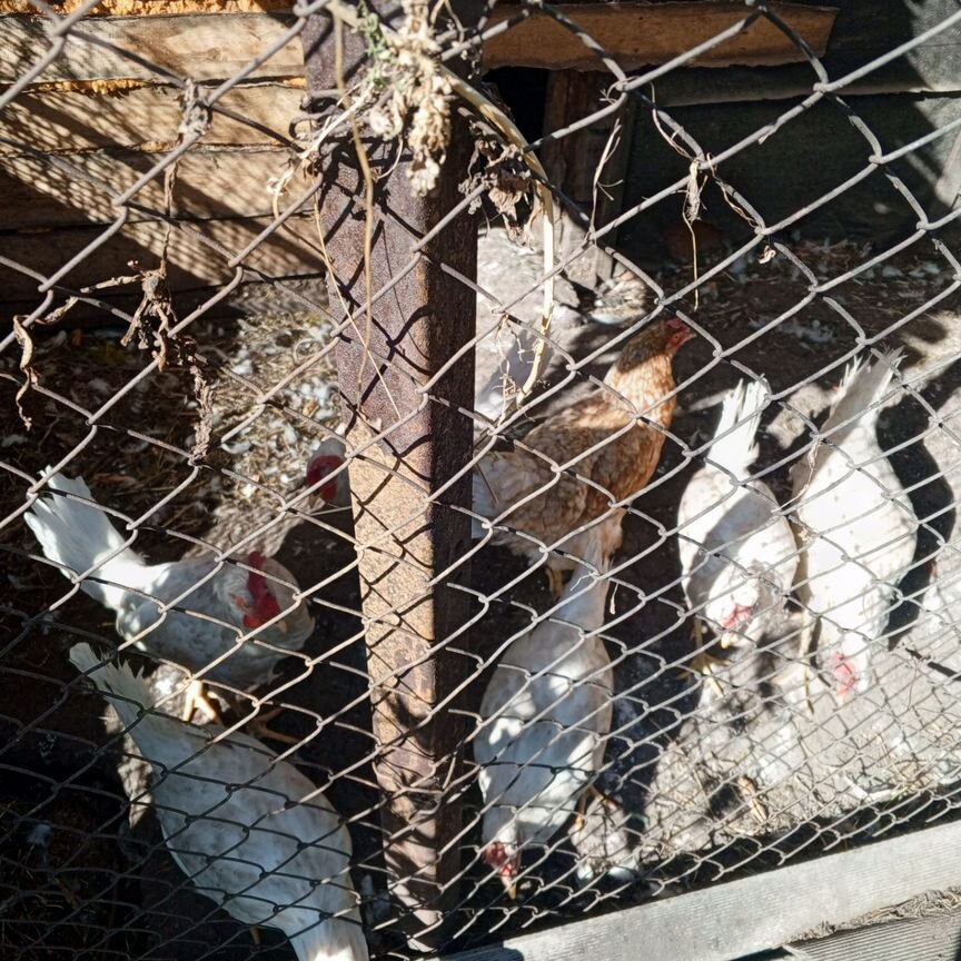 Куры несушки продам