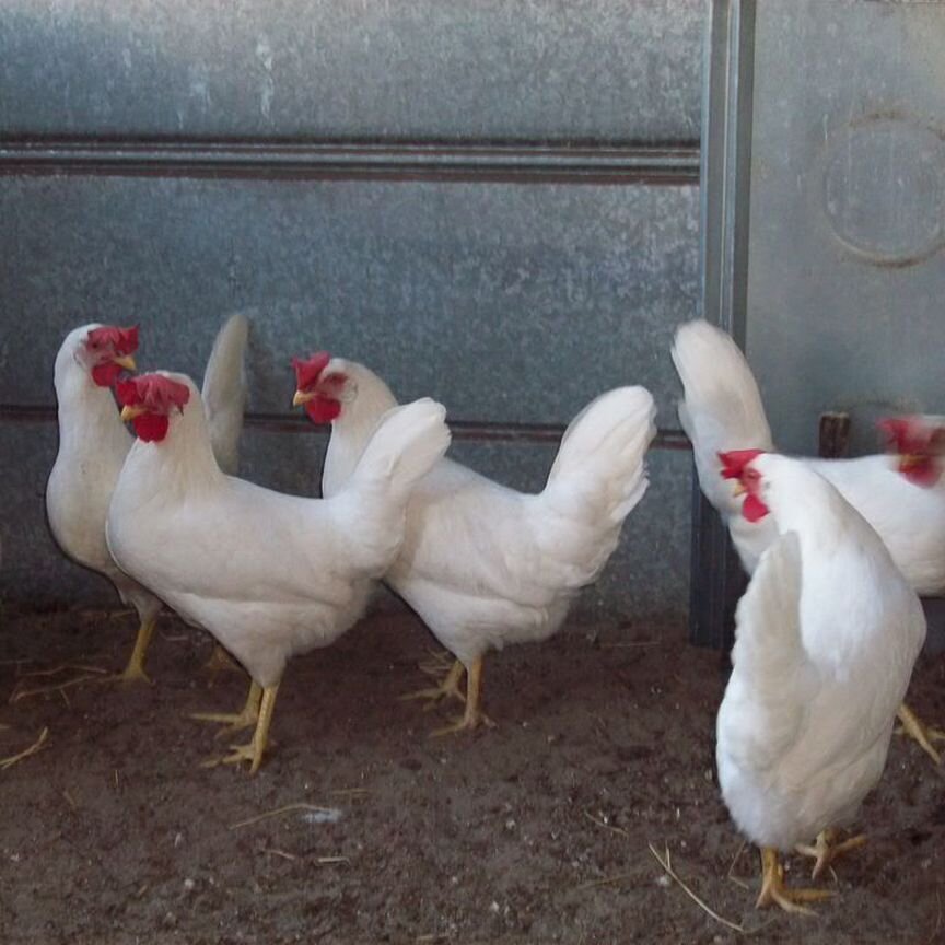 Куры несушки 8 мес