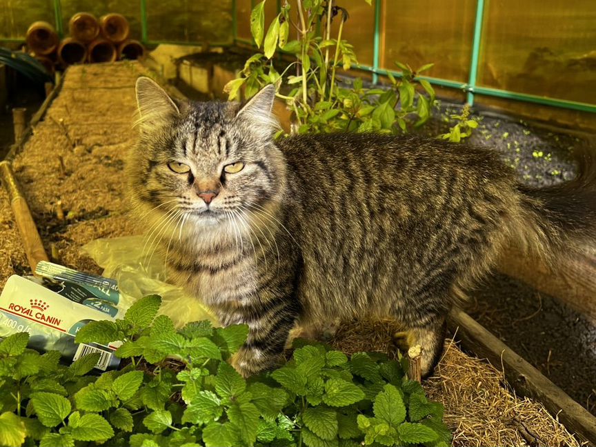 Кошки в добрые руки ласковая