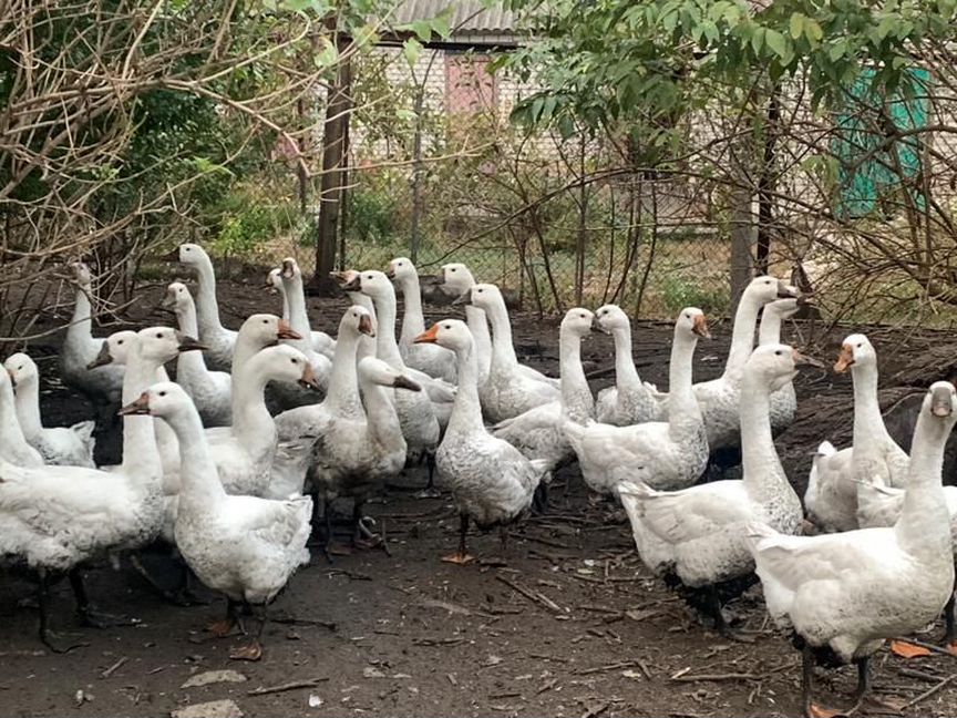 Гуси опт живым весом