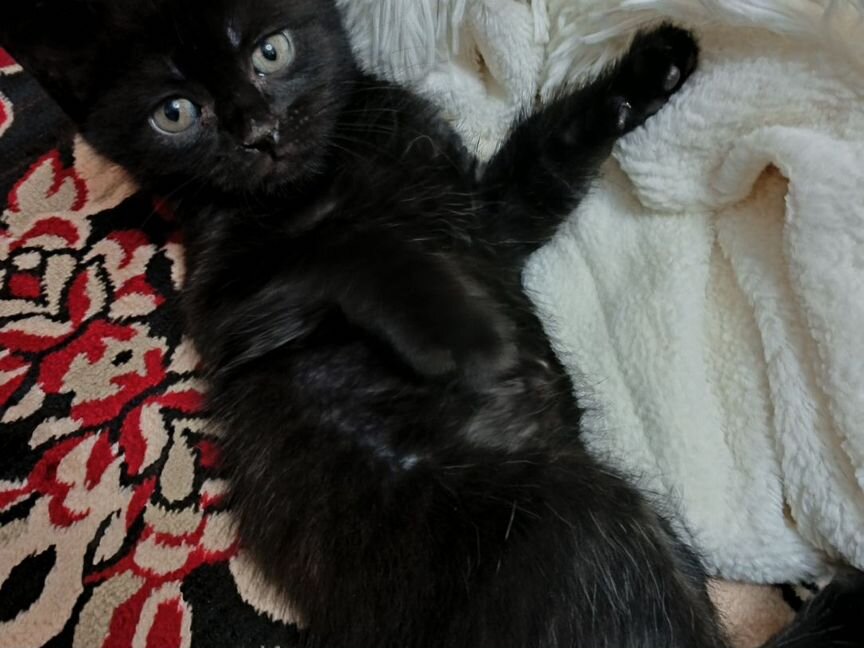 Котик бесплатно