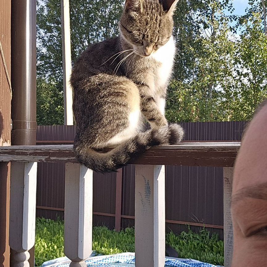 Кошка