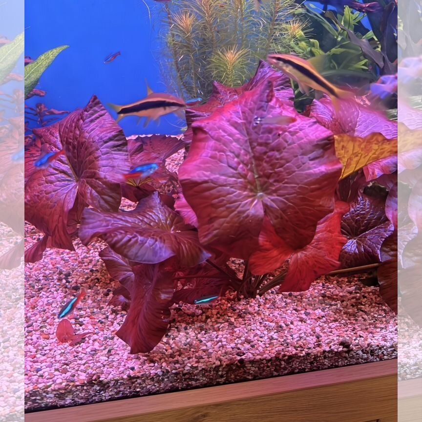 Нимфея тигровая красная