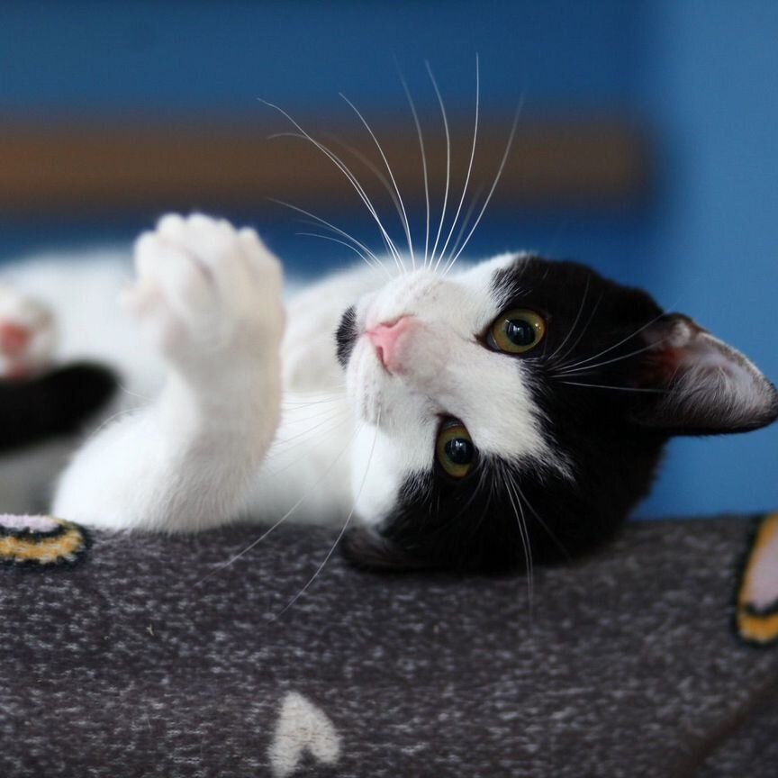 Котенок белый с черным