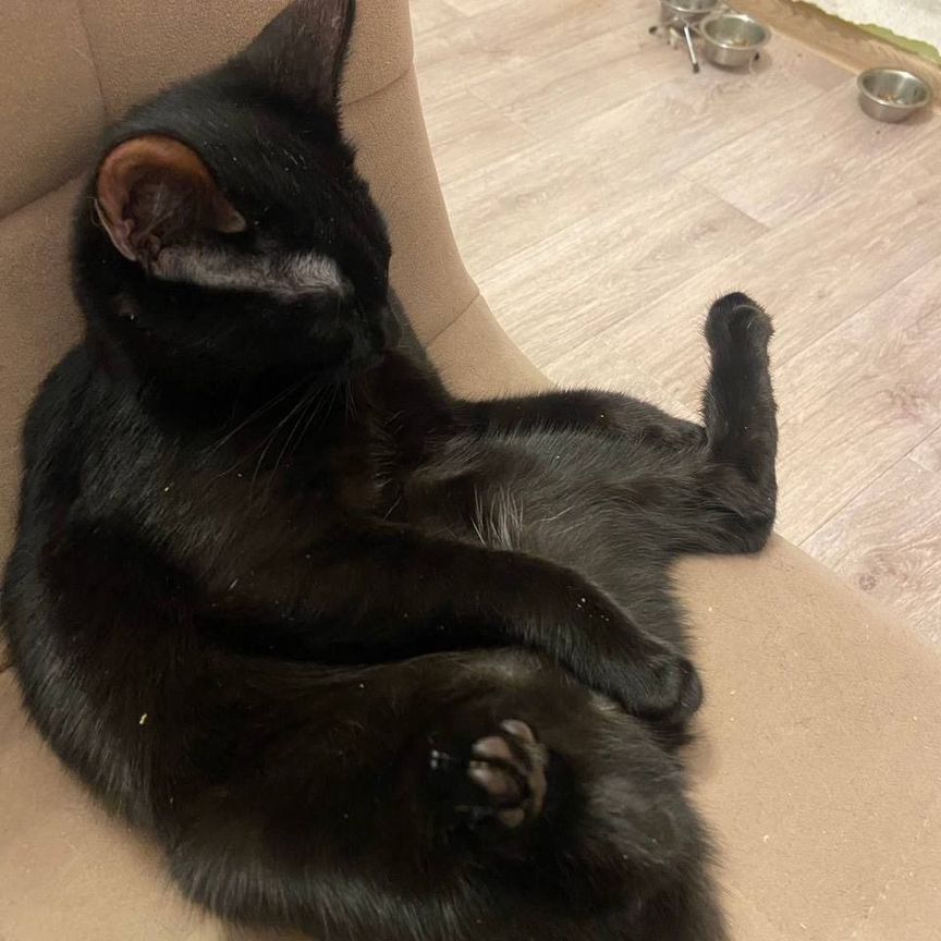 Черная кошка