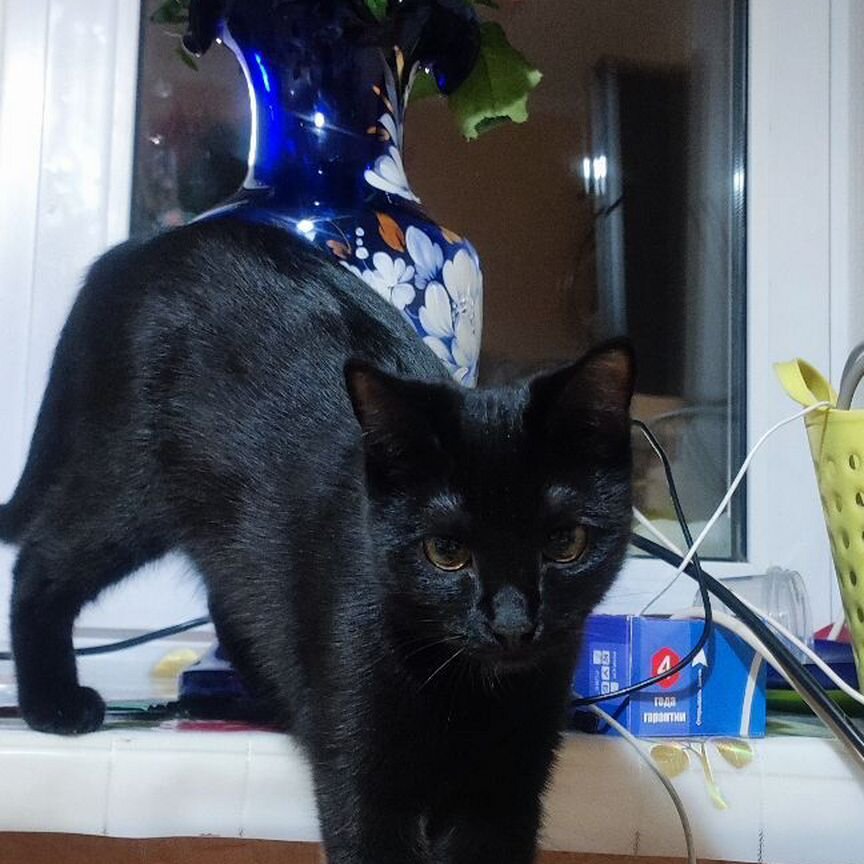 Кошечка- подросток