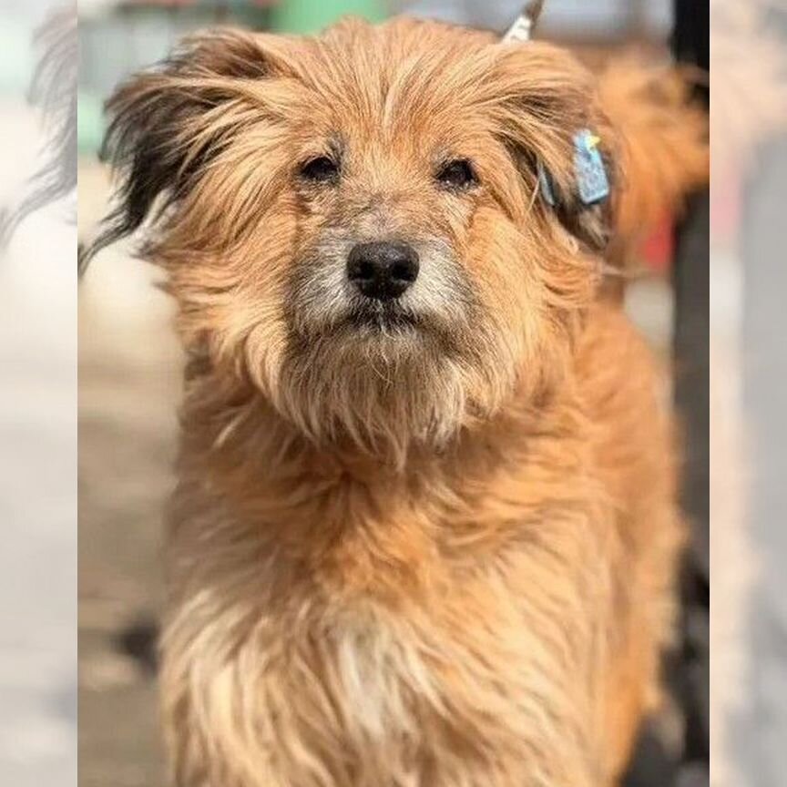 Взрослый пёс в добрые руки