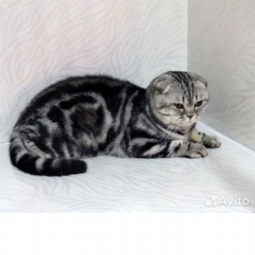 Котик в дар