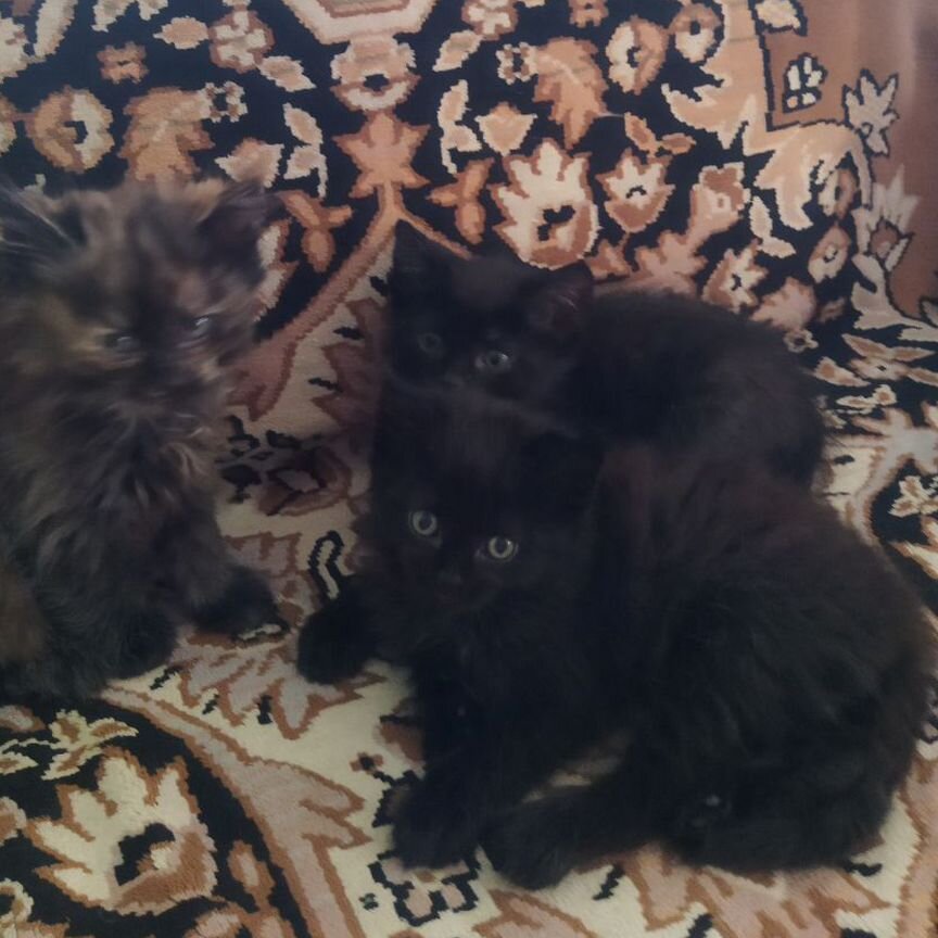 Подарю милейших котят