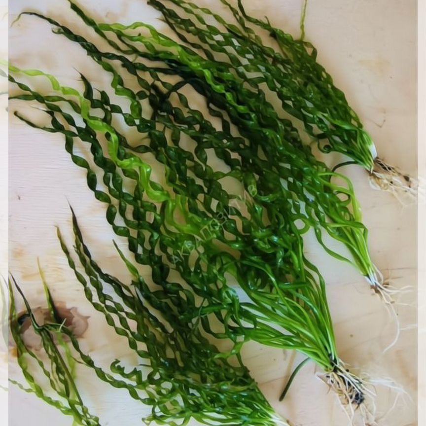 Аквариумное растение