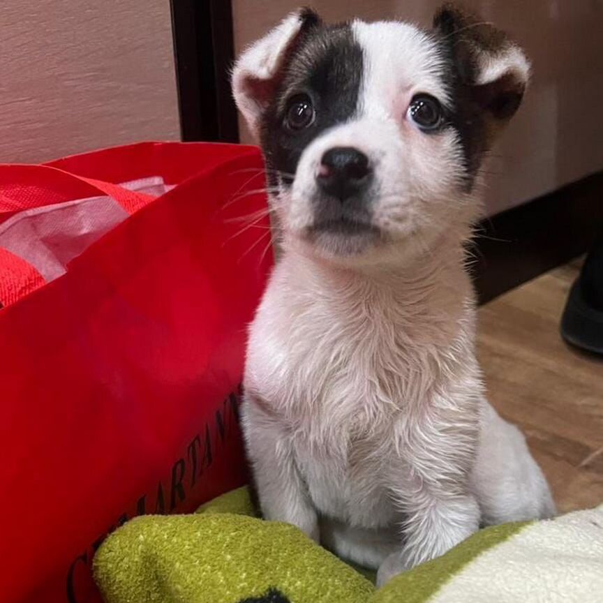 Белый Бим Черное ухо