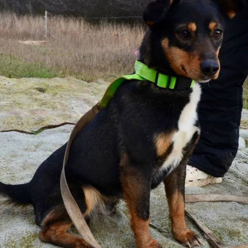 Взрослый пёс в добрые руки