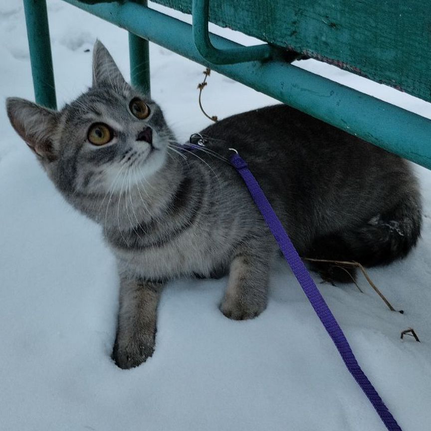 Взрослый кот в добрые руки