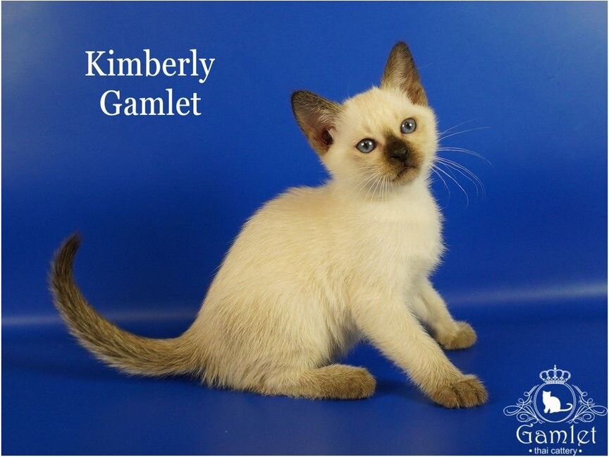 Тайская кошечка Кимберли