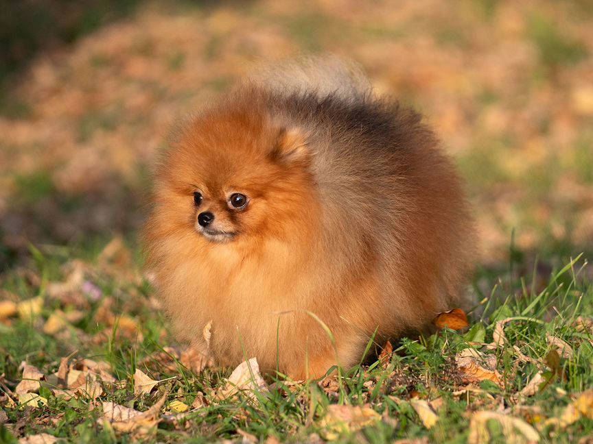 Шпиц померанский мини (микро) мальчик