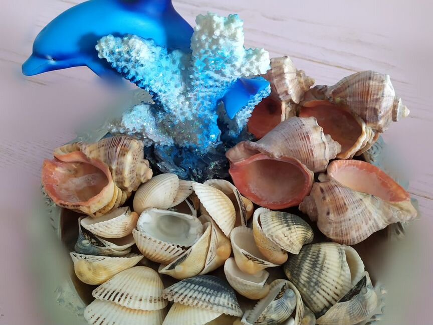 Ракушки,шишки,кооа,дрифтвуд