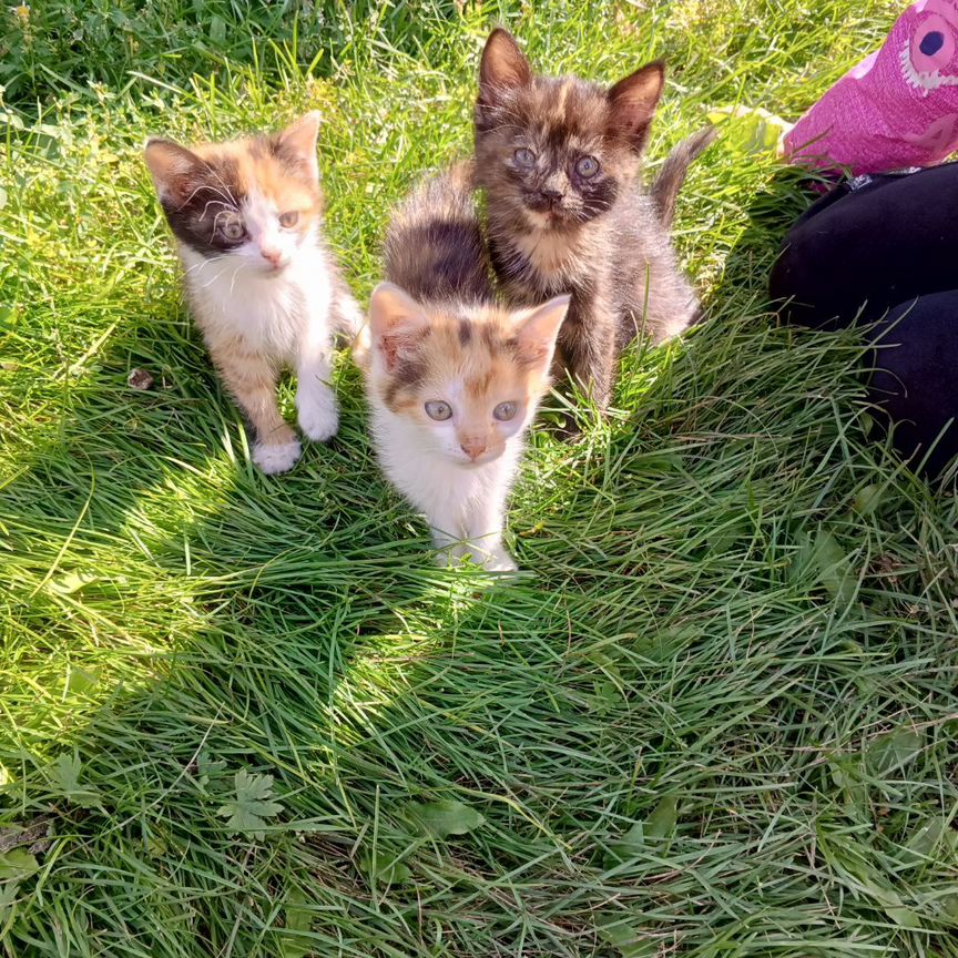 Котята отдам бесплатно