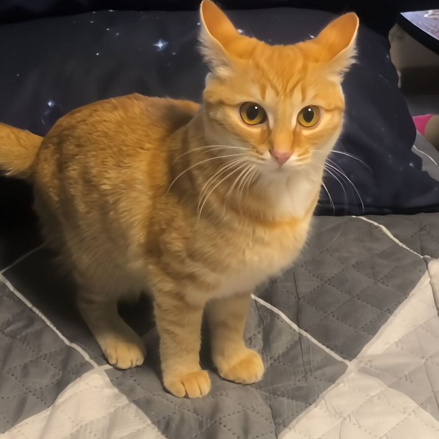 Котёнок в добрые руки