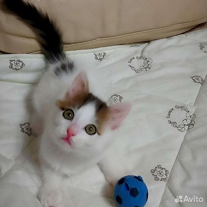 Милый домашний котёнок в добрые руки