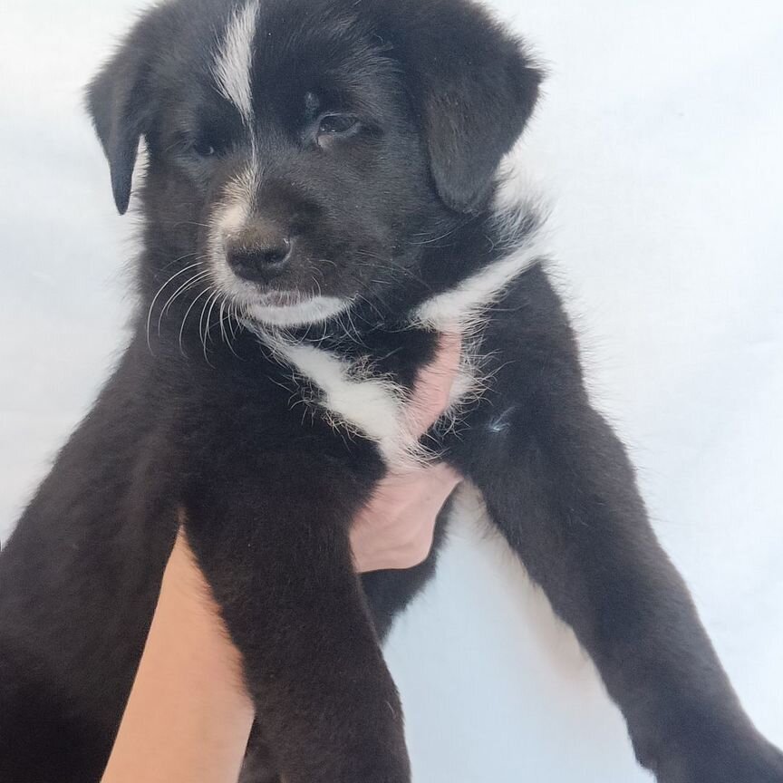 Щенки бесплатно