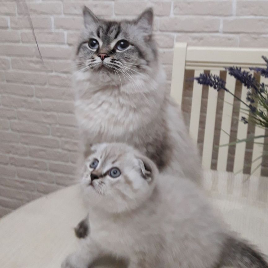 Шотландские котята