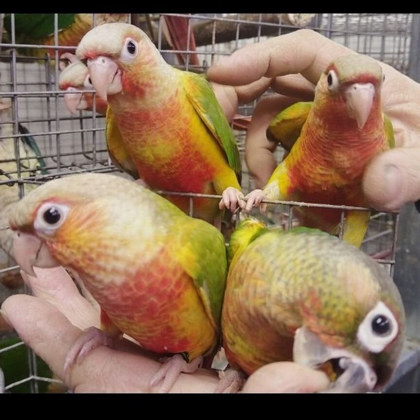 Попугай суперручныемалыши