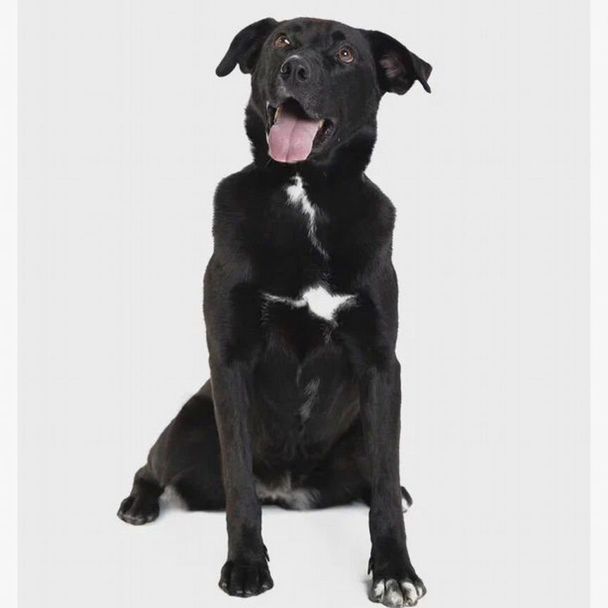 Шелли ищет дом