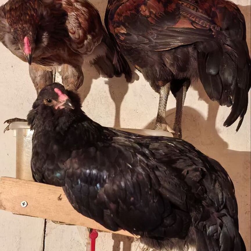 Петрушки Амераукана