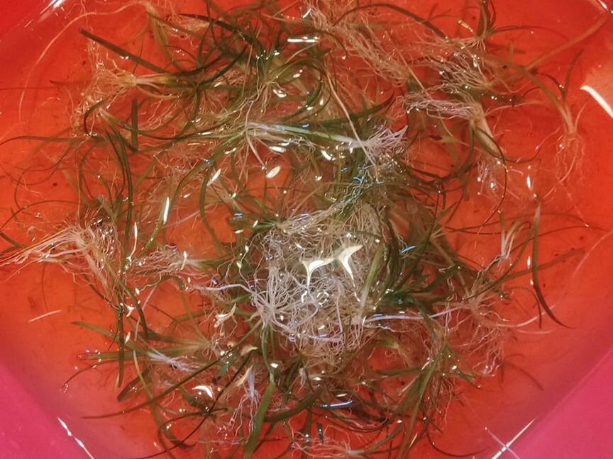 Сагиттария аквариумная