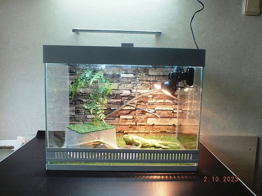 Новый террариум для ползающих и прыгающих