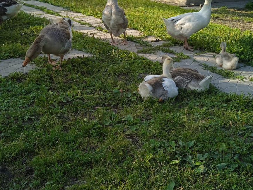 Гуси