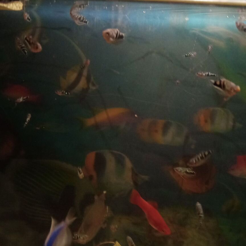 Рыба мраморные гурамики