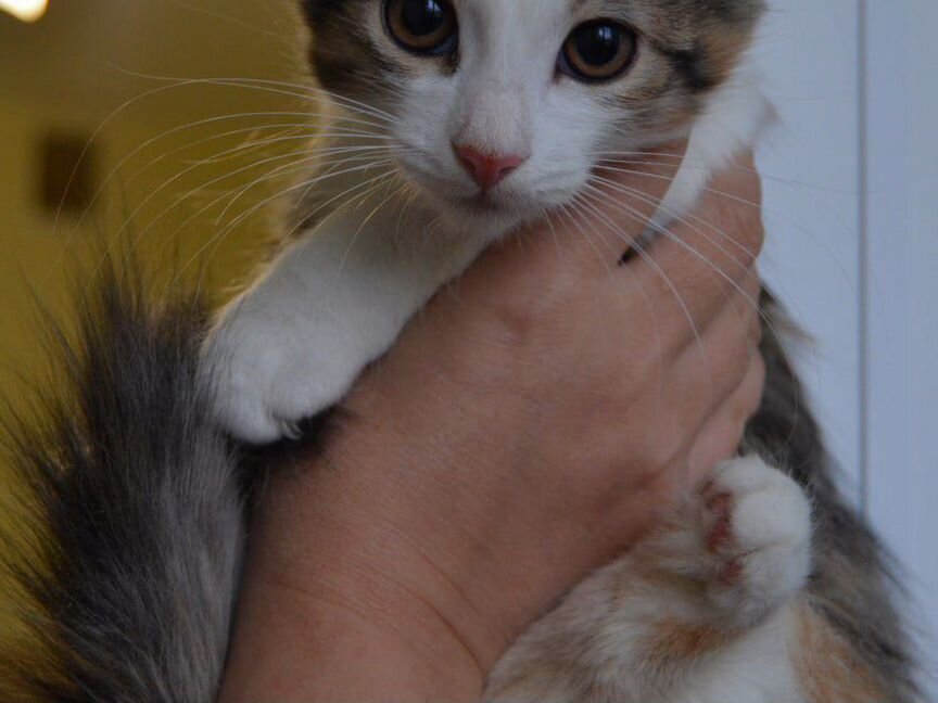 Котёнок девочка, 2,5 месяца