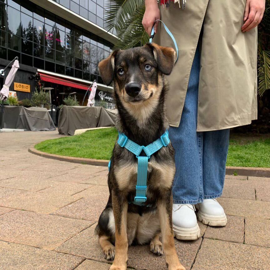 Щенок с космическими глазами в добрые руки