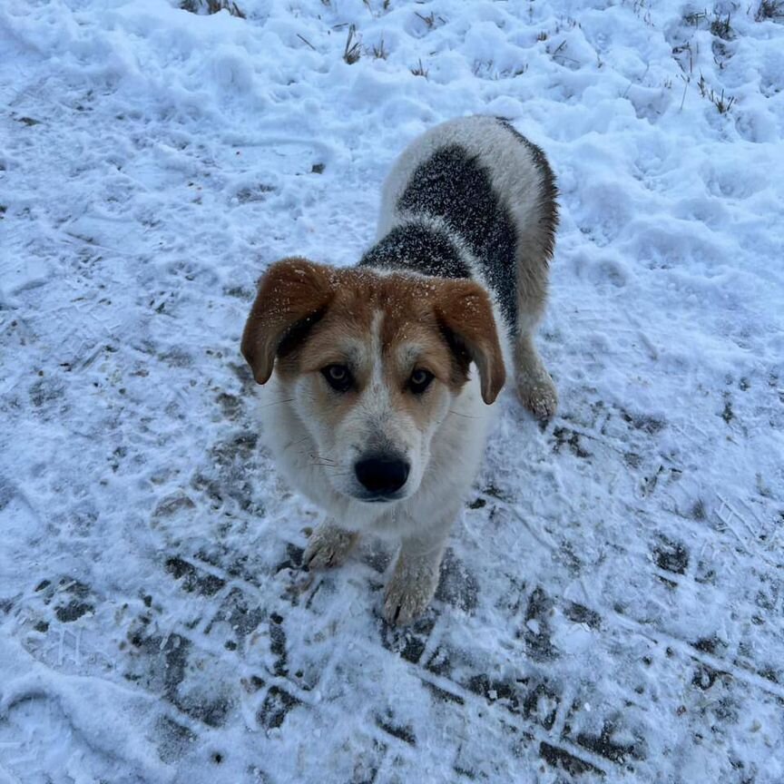 Щенок на улице, жизненно необходим дом