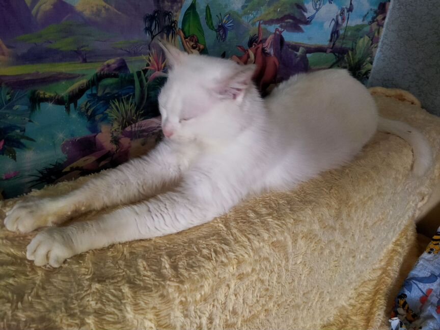 Кот для счастья