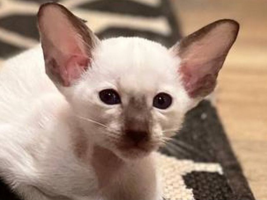 Ориентальные котята