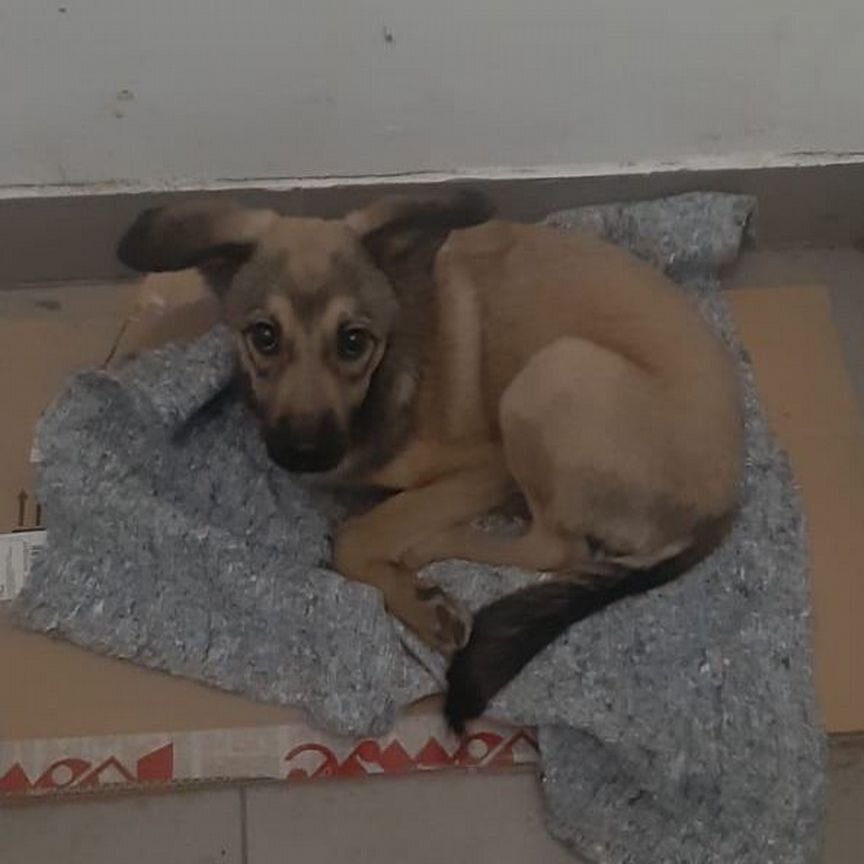 Щенка подкинули в подъезд