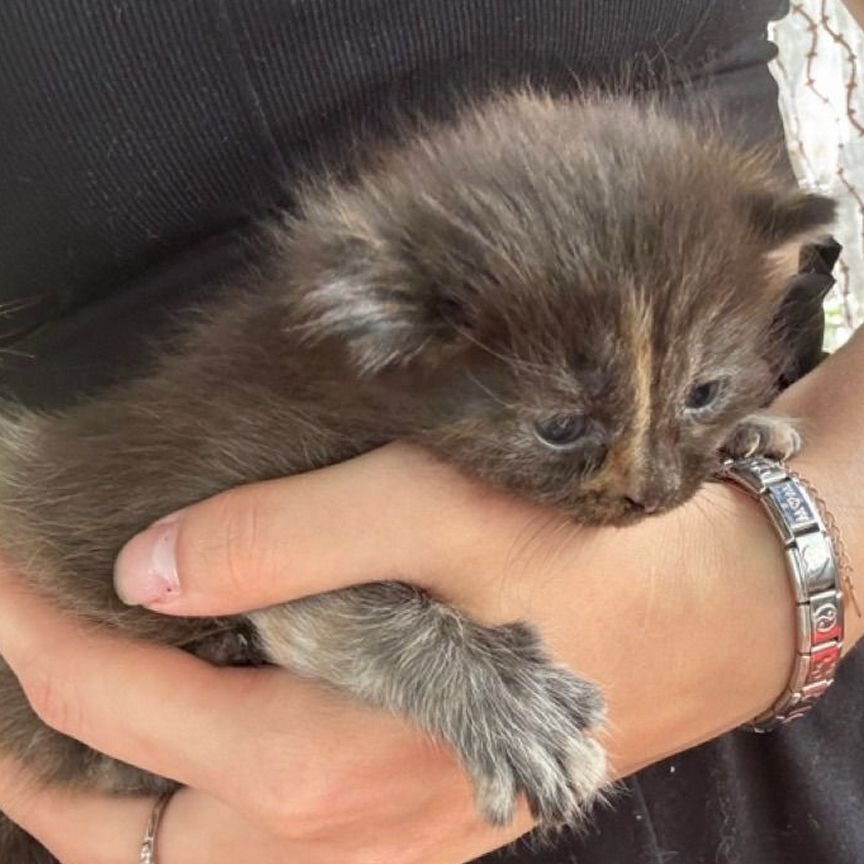 Отдам котят в добрые руки