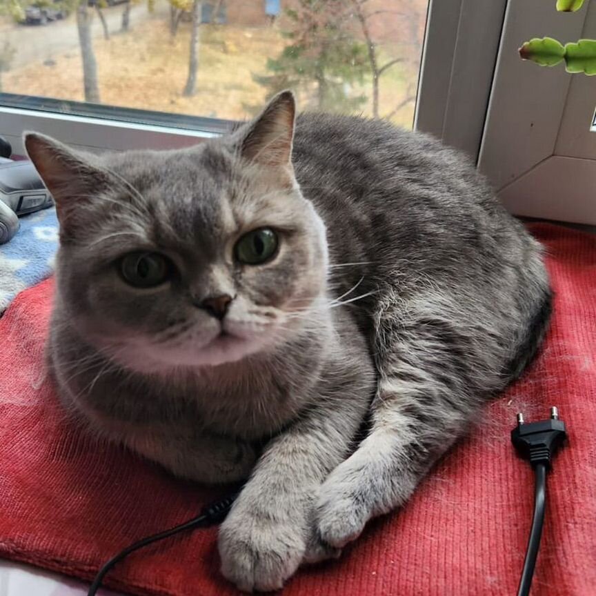 Взрослая кошка