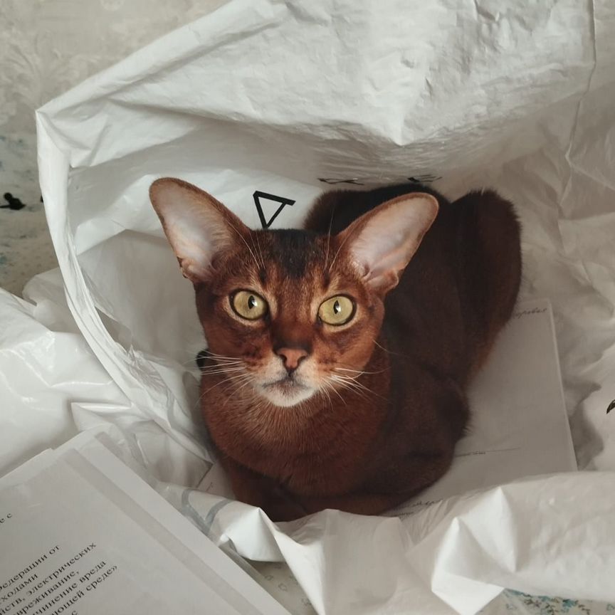 Котик абиссинец