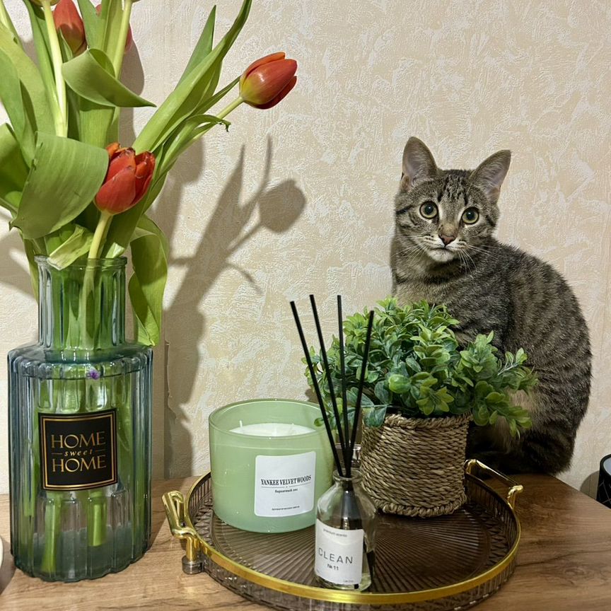 Котенок в заботливые руки