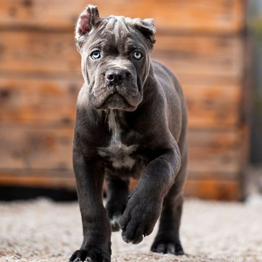 Кане-корсо, щенок