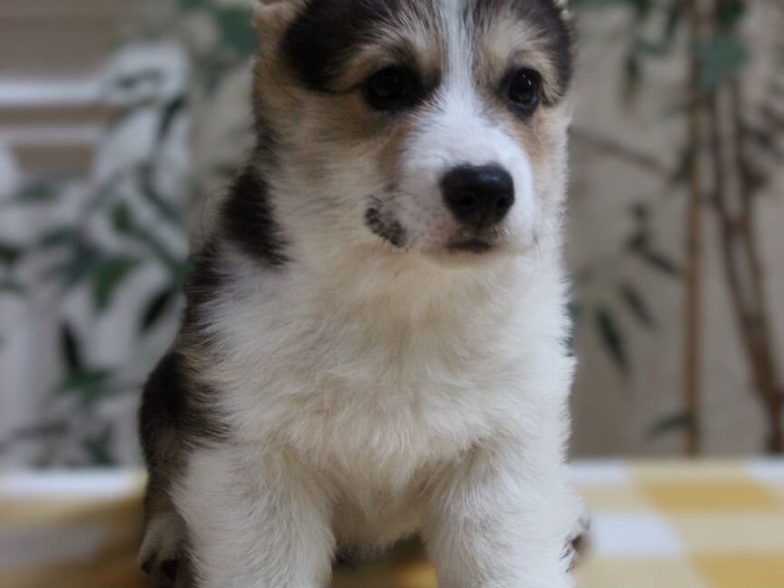 Малыши корги