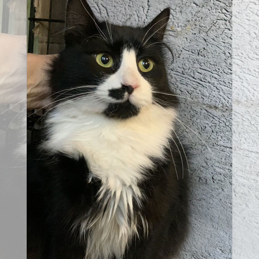 Взрослый кот в добрые руки